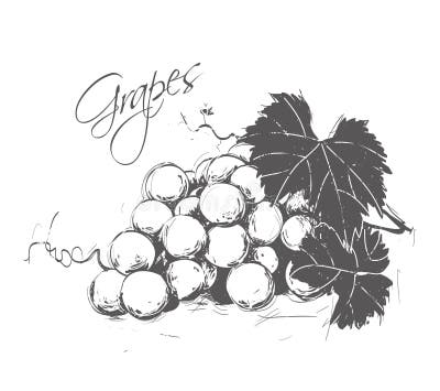 Ink Drawing Grapes Stock Illustrations – 1,535 Ink Drawing Grapes Stock ...