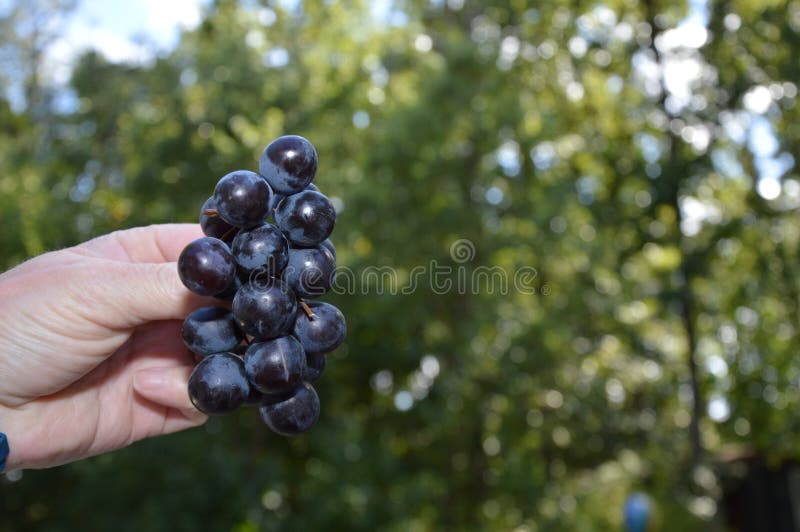 Grapes Muscat with Forest Background Stock Photo - Image of grapes ...