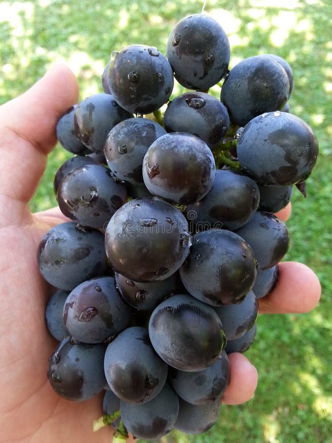 Grapes stock photo. Image of nature, grapes, green, hand - 44712150