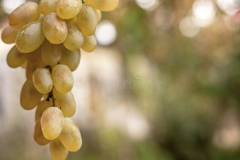 The Grapes are Not Harvested for a Long Time To Make Them Even Sweeter ...