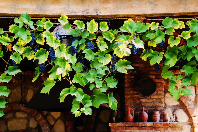 Grapes in old Vineyard stock photo. Image of fresh, winery - 75046902