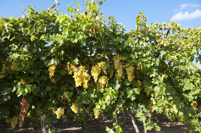 Grapes Orchard stock photo. Image of foliage, sunlight - 44331120