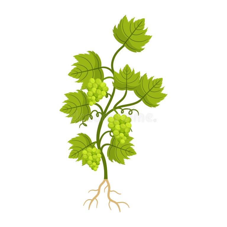 Trellising Stock Illustrations 34 Trellising Stock Illustrations