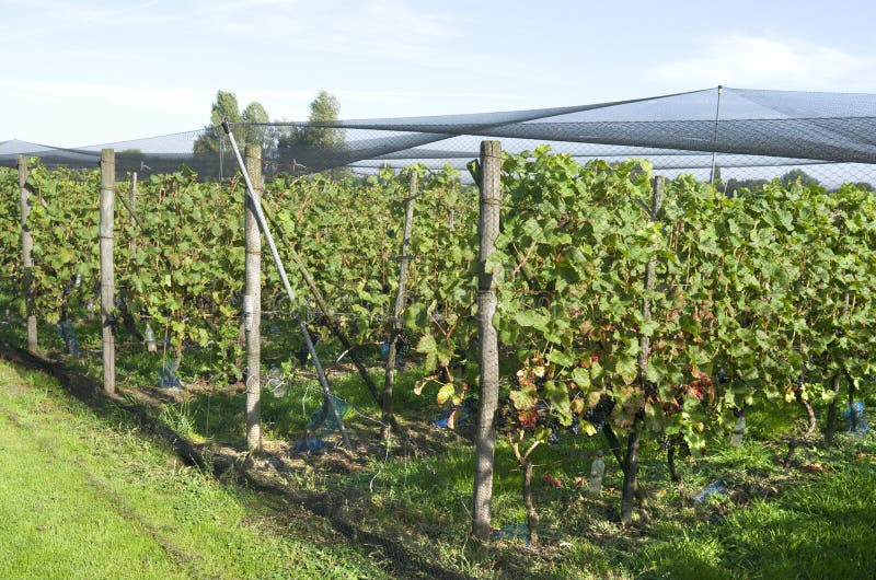 Grapes Plants are Protected by a Protective Net. Stock Photo - Image of ...