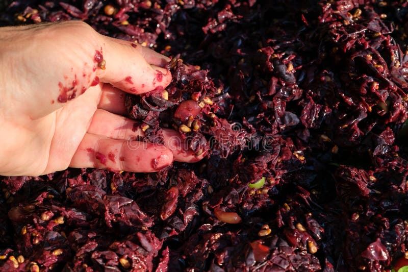 Grapes Pomace Background. Human Hand in Sunlight Shows the Pomace ...