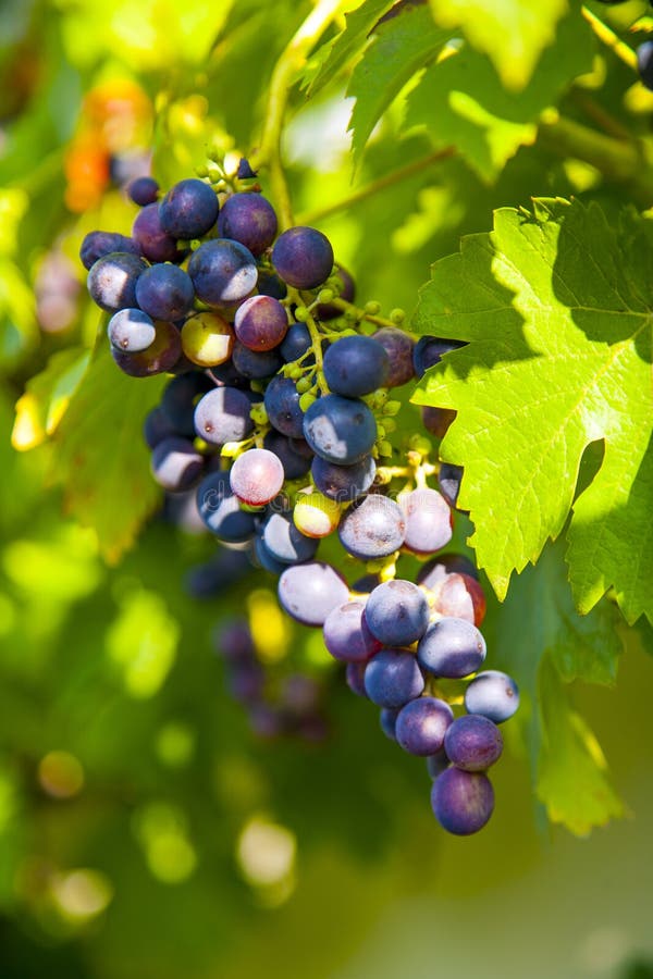 Grapes Prosper Well at the Housewall Stock Photo - Image of autumn ...