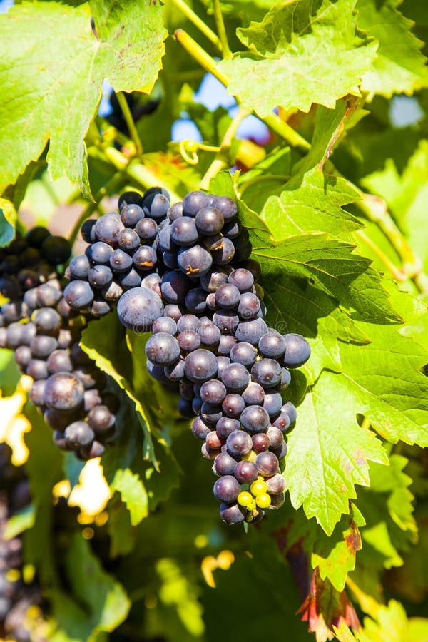 Grapes Prosper Well at the Housewall Stock Photo - Image of growing ...