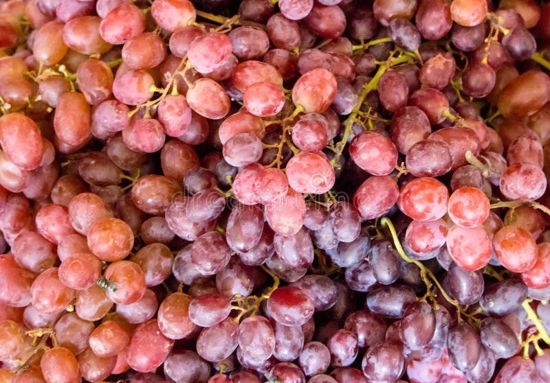 Red Grapes Put Together in a Farmer`s Farm Stock Image - Image of ...