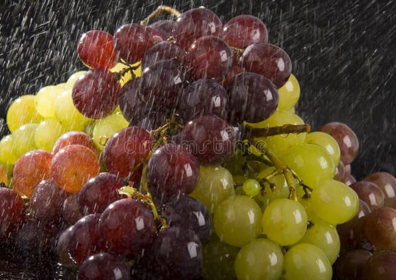 Grapes in the rain stock photo. Image of fresh, bluish - 2180724