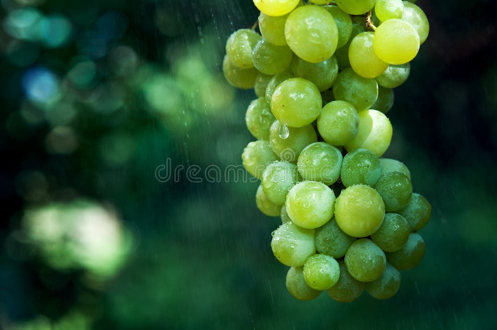 Grapes and rain stock image. Image of garden, green, grape - 26216761