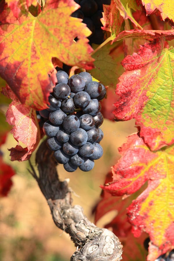Grapes and Red Autumn Leaves Stock Image - Image of ripe, color: 3275363
