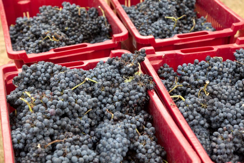 Grapes in Red Boxes Under Sunlight Stock Photo - Image of market ...