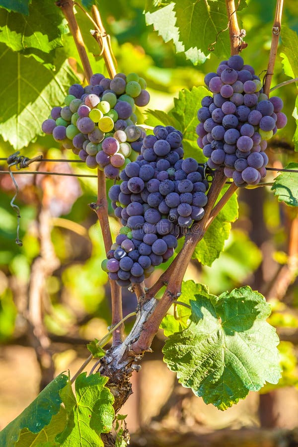 Grapes stock photo. Image of plantation, biological, winery - 68686436