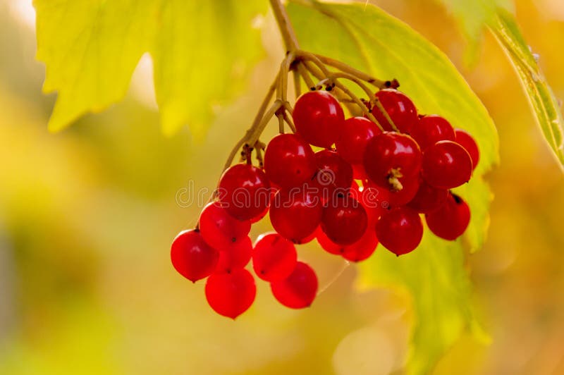 Grapes of Red Currant in the Rays of the Setting Sun. Stock Photo ...