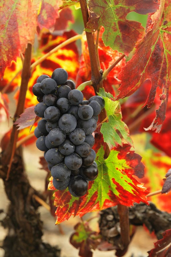 Grapes and Red Grape Leaves Stock Photo - Image of beaujolais, nature ...