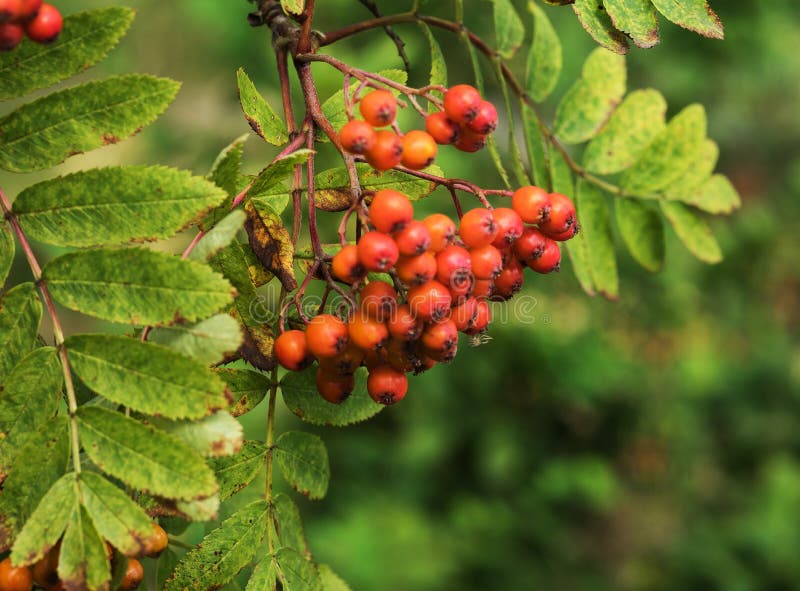 Bunches of Red Mountain Ash in Green Foliage Stock Photo - Image of ...