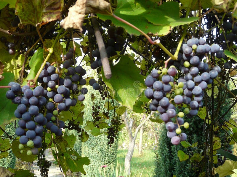 Grapes with red vine. stock image. Image of vine, grapes - 147573375