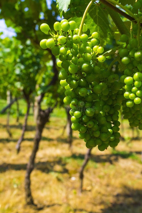 Grapes in ripening stage stock photo. Image of grape - 97759792
