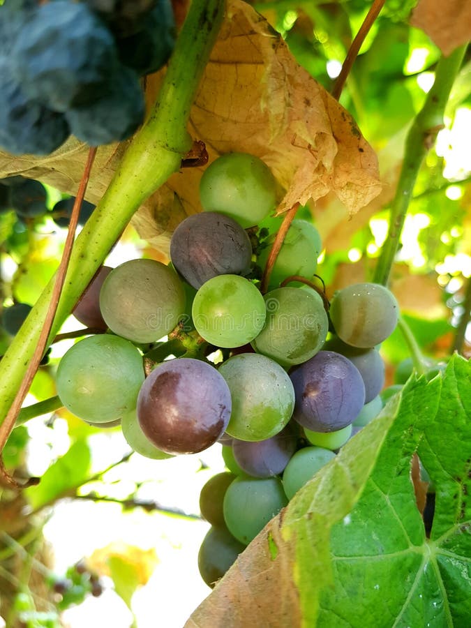 Grapes stock image. Image of wine, rust, shades, gradient - 124366407