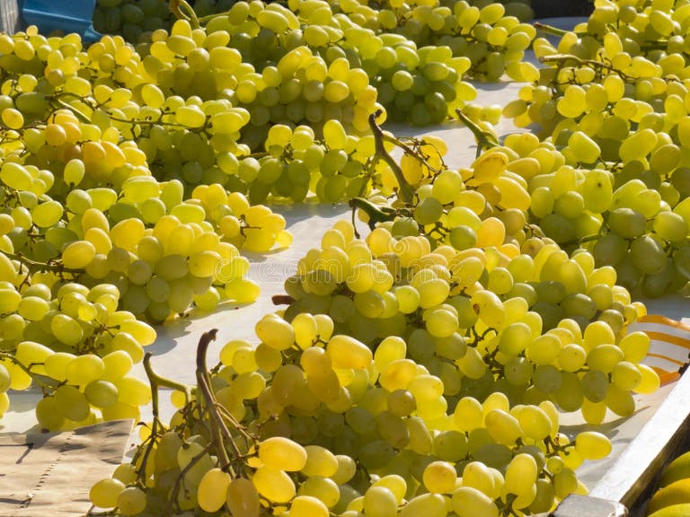 Grapes for sale on a bench stock image. Image of color - 22239253