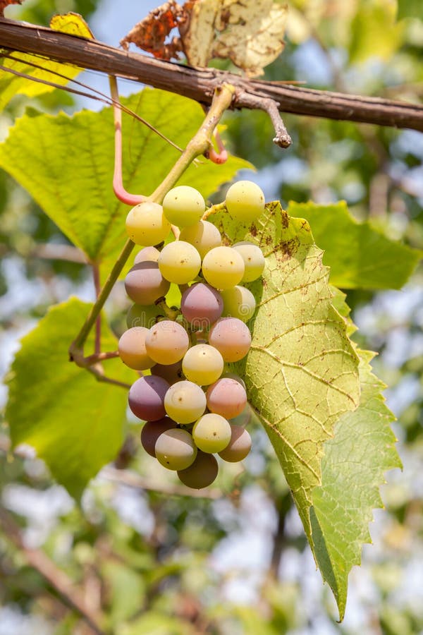 Syrah/Shiraz Grapes stock image. Image of shiraz, syrah - 3277017