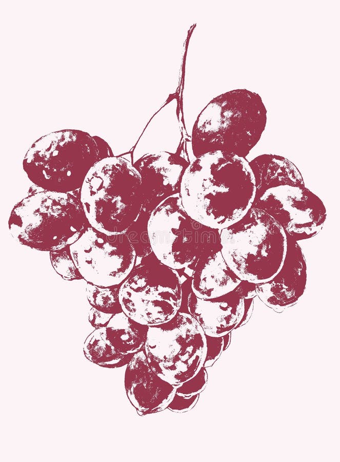 Grapes sketch stock vector. Illustration of background - 7840553
