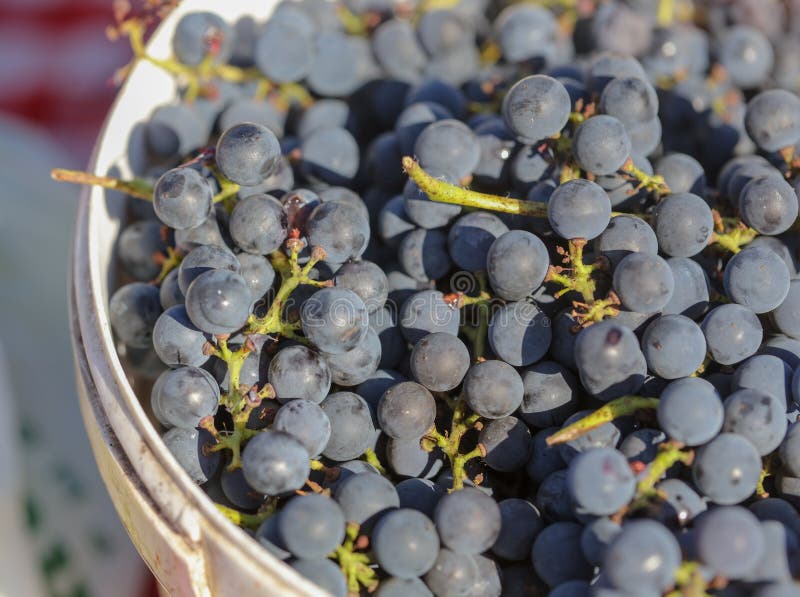 Grapes Sold at the Fair in the Fall Stock Photo - Image of healthy ...