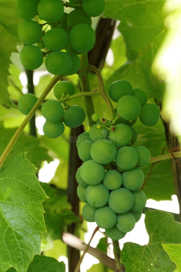 Grapes stock photo. Image of branch, eating, fruits, nature - 40916370
