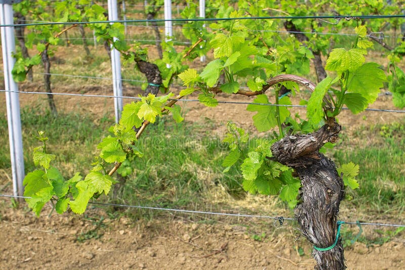 Grapevine in Spring stock photo. Image of napa, vitis - 34615226
