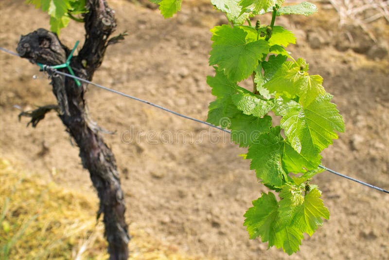 Grapes In Spring Picture. Image: 780723