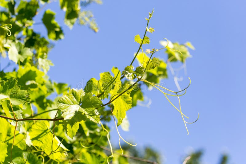 Grapes in spring stock photo. Image of nature, greenery - 780582