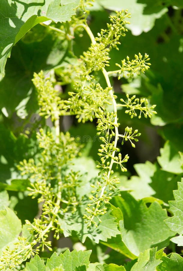 Grapes in spring in nature stock photo. Image of fruit - 106388272