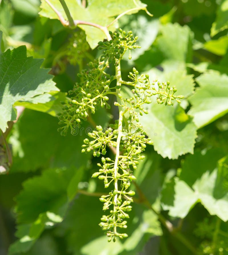 Grapes in spring in nature stock photo. Image of grape - 106529946