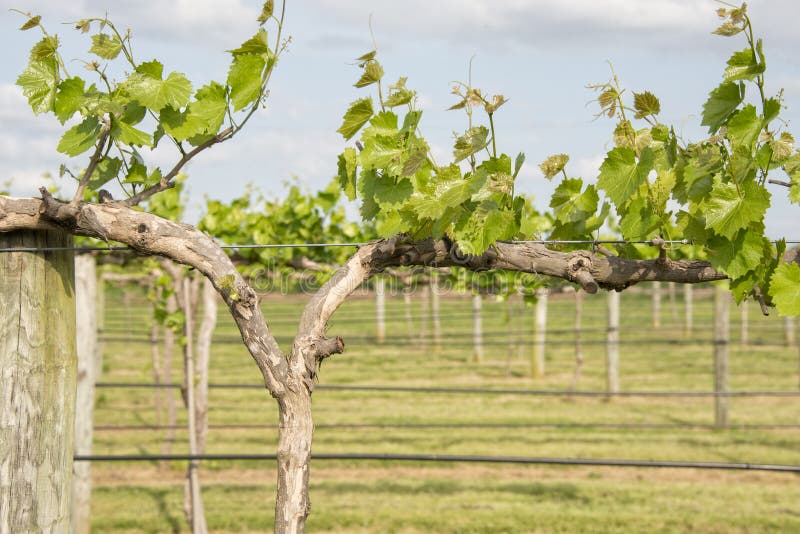 Grapes in the spring stock photo. Image of outdoors, vine - 91606834