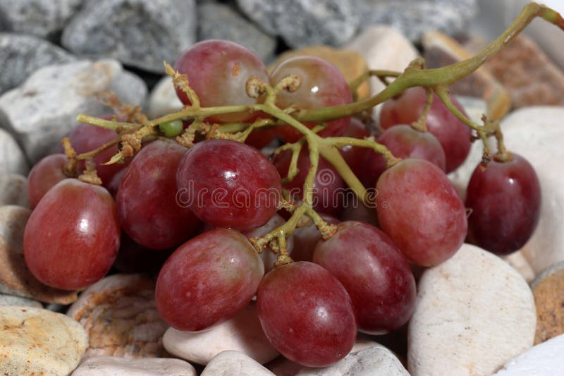 Red Grapes on Texture Background Stock Photo - Image of flower, tree ...