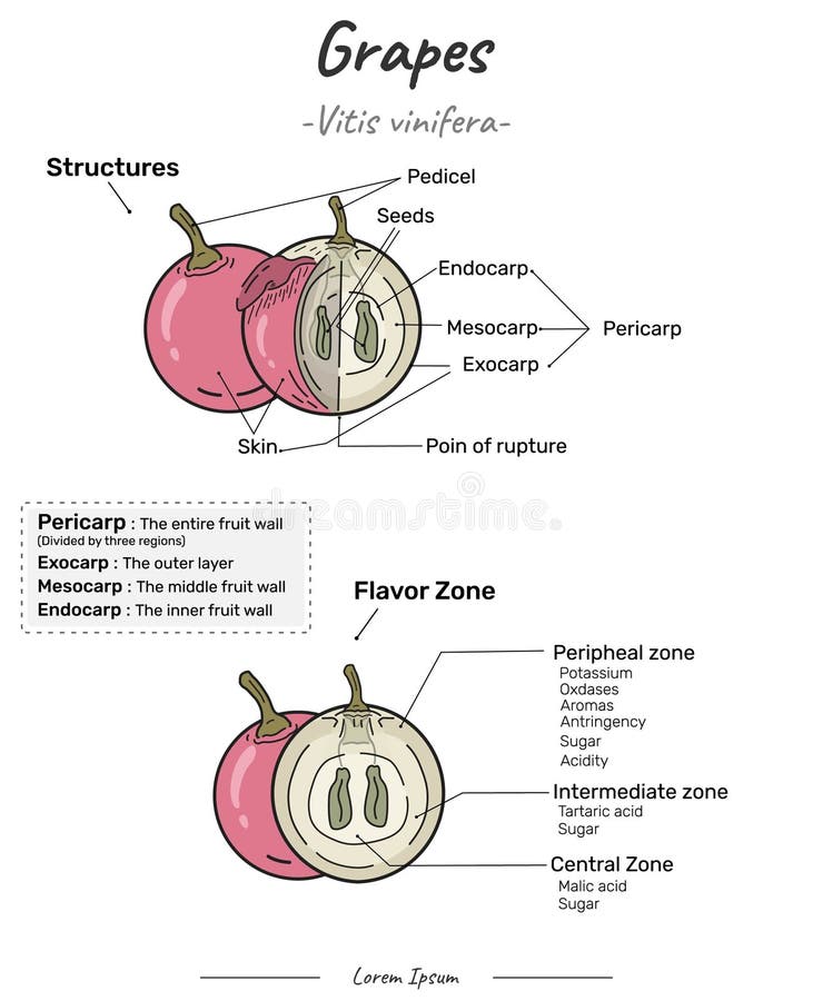 Grapes Diagram Illustration Stock Illustrations – 230 Grapes Diagram ...