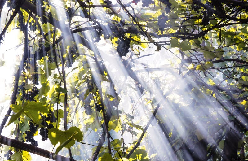 Grapes in sunlight stock photo. Image of farm, shining - 60397056