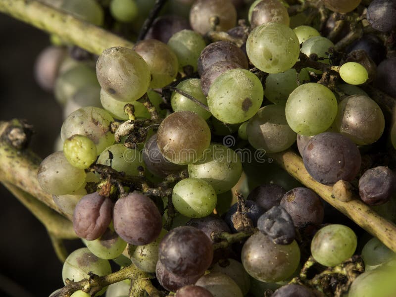 Grapes stock image. Image of rebe, reben, fruit, green - 45355043