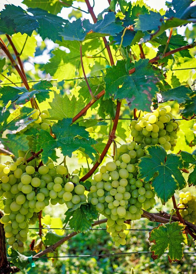 Grapes on the tree. stock photo. Image of citrus, diet - 135264460