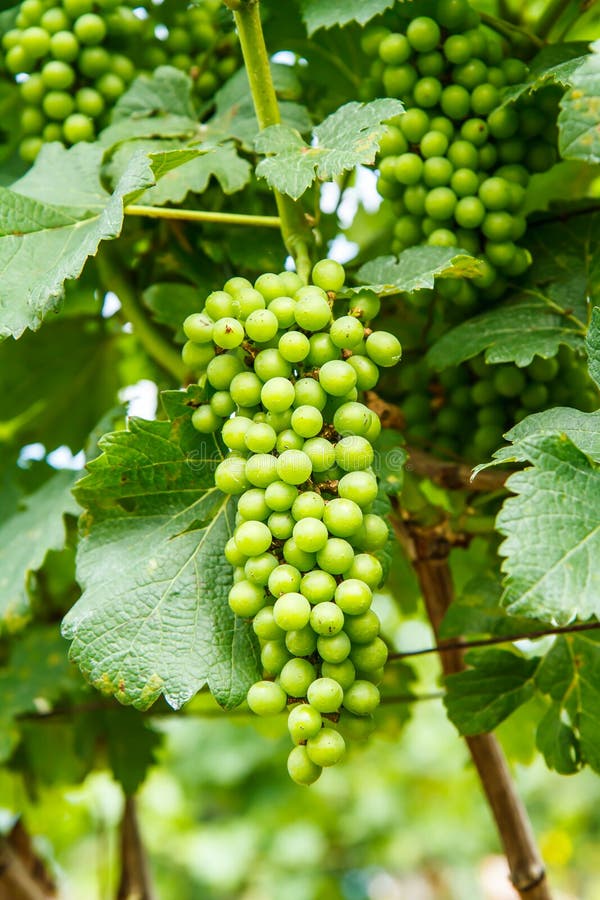 Grapes on the Tree in the Garden Stock Photo - Image of tourism, plant ...