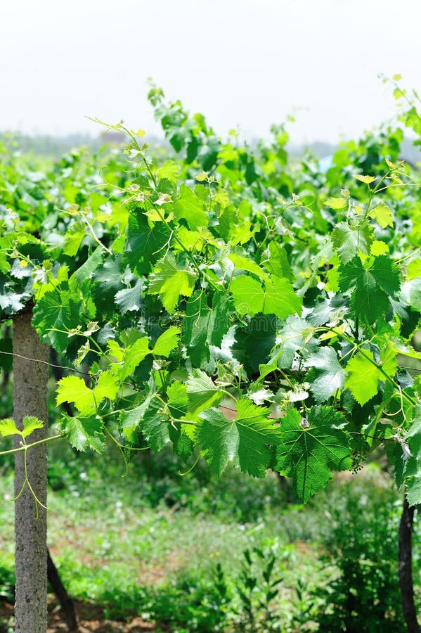 Grapes tree stock image. Image of nature, winery, field - 31231271