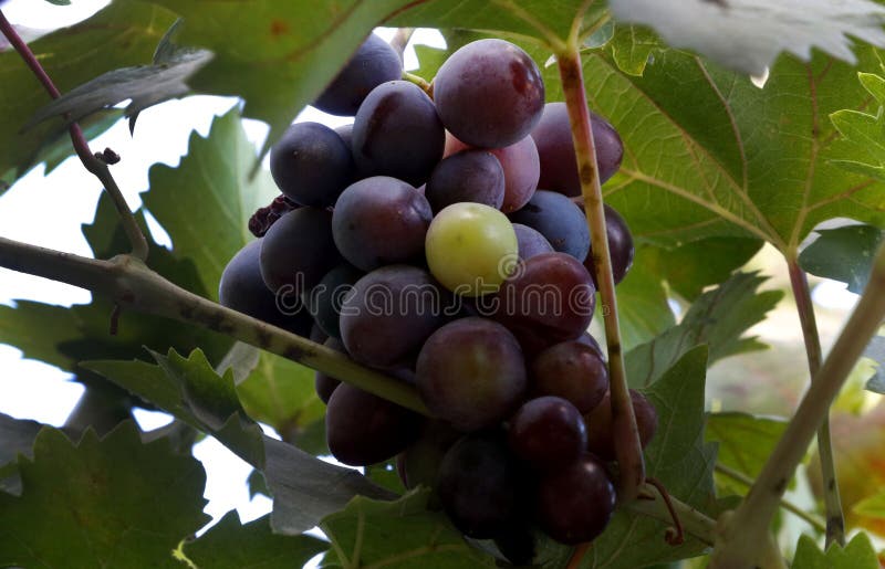 Grapes on the tree stock image. Image of vegetable, shrub - 312341557