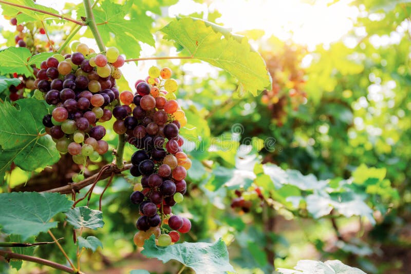 Grapes on Tree with Sunlight at Sky Stock Photo - Image of asia ...