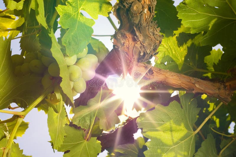 Grapes under the sun stock image. Image of color, october - 6128085
