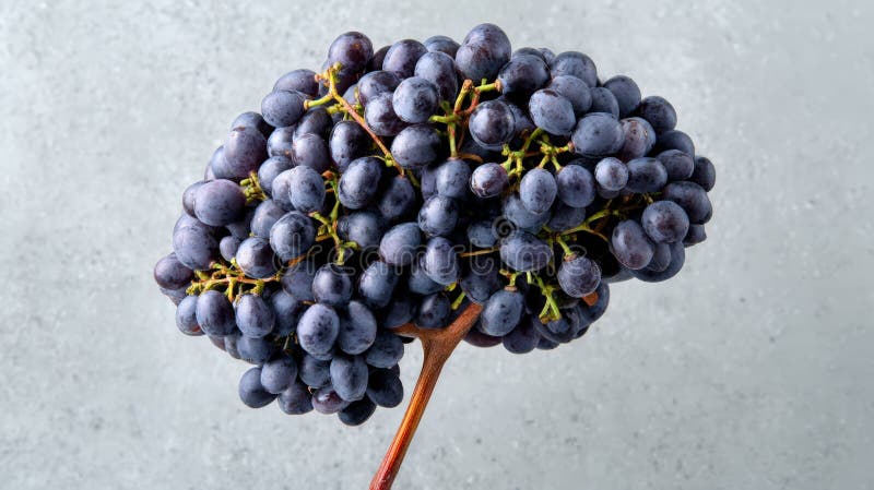 Black Grapes in a Unique Brain-Shaped Presentation on Gray Background ...