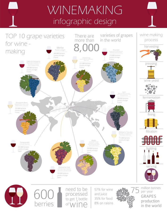 Chardonnay Infographic Vector Stock Vector - Illustration of healthy ...