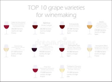 Grapes Varieties for Wine. Winemaking Infographic Stock Vector ...