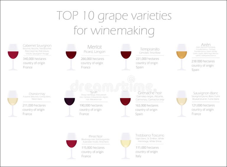Grapes Varieties for Wine. Winemaking Infographic Stock Vector ...