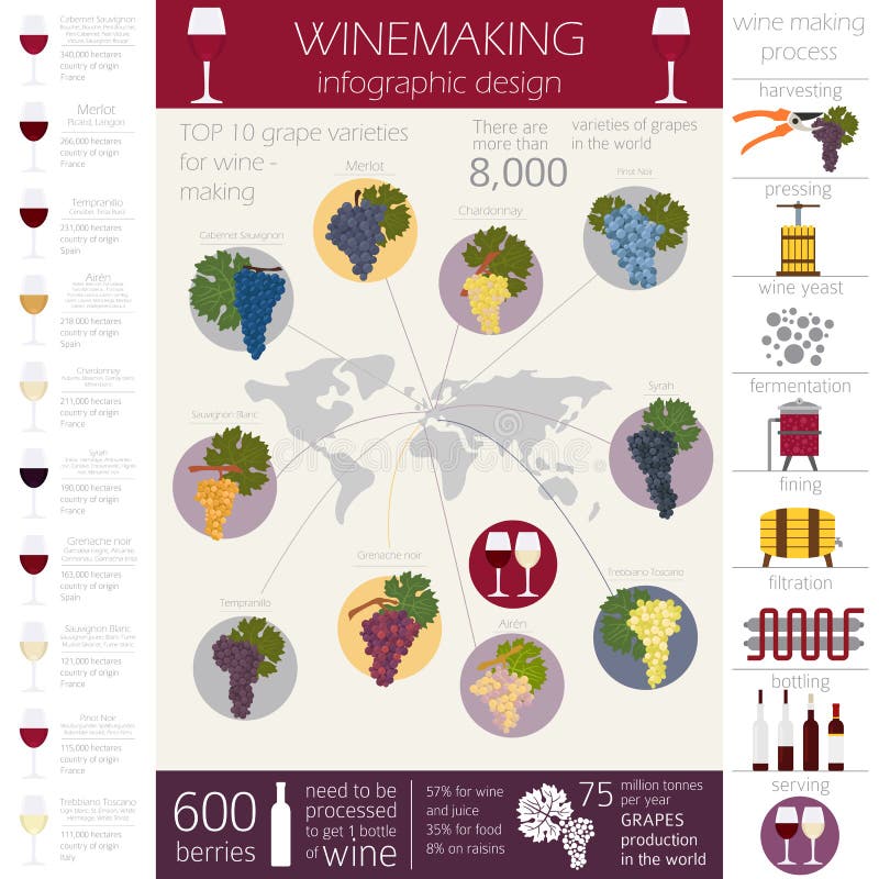 Chardonnay Infographic Vector Stock Vector - Illustration of healthy ...