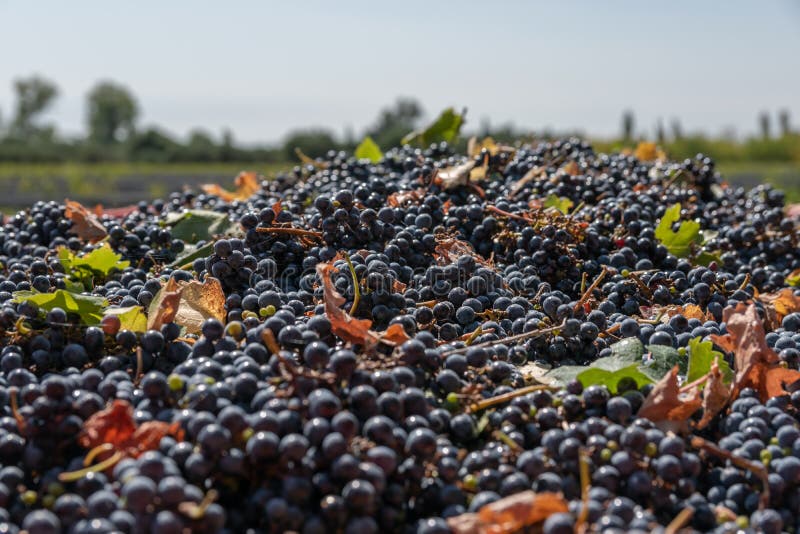 Grape Variety Cabernet Sauvignon in Bulk Stock Image - Image of grapes ...